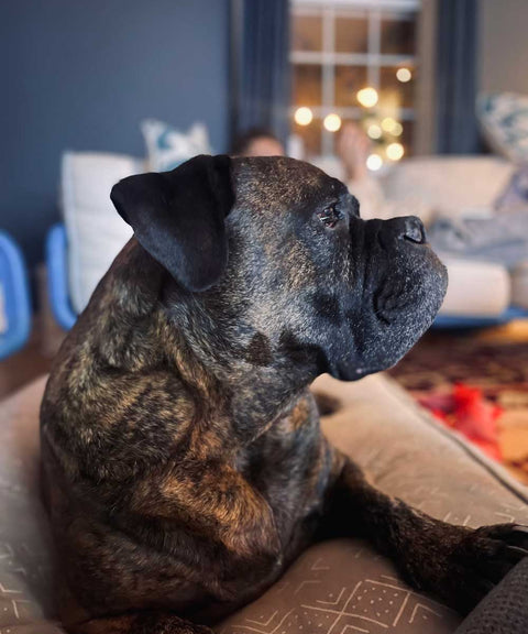 Barkus™ Products - Human Grade, Dog Approved™